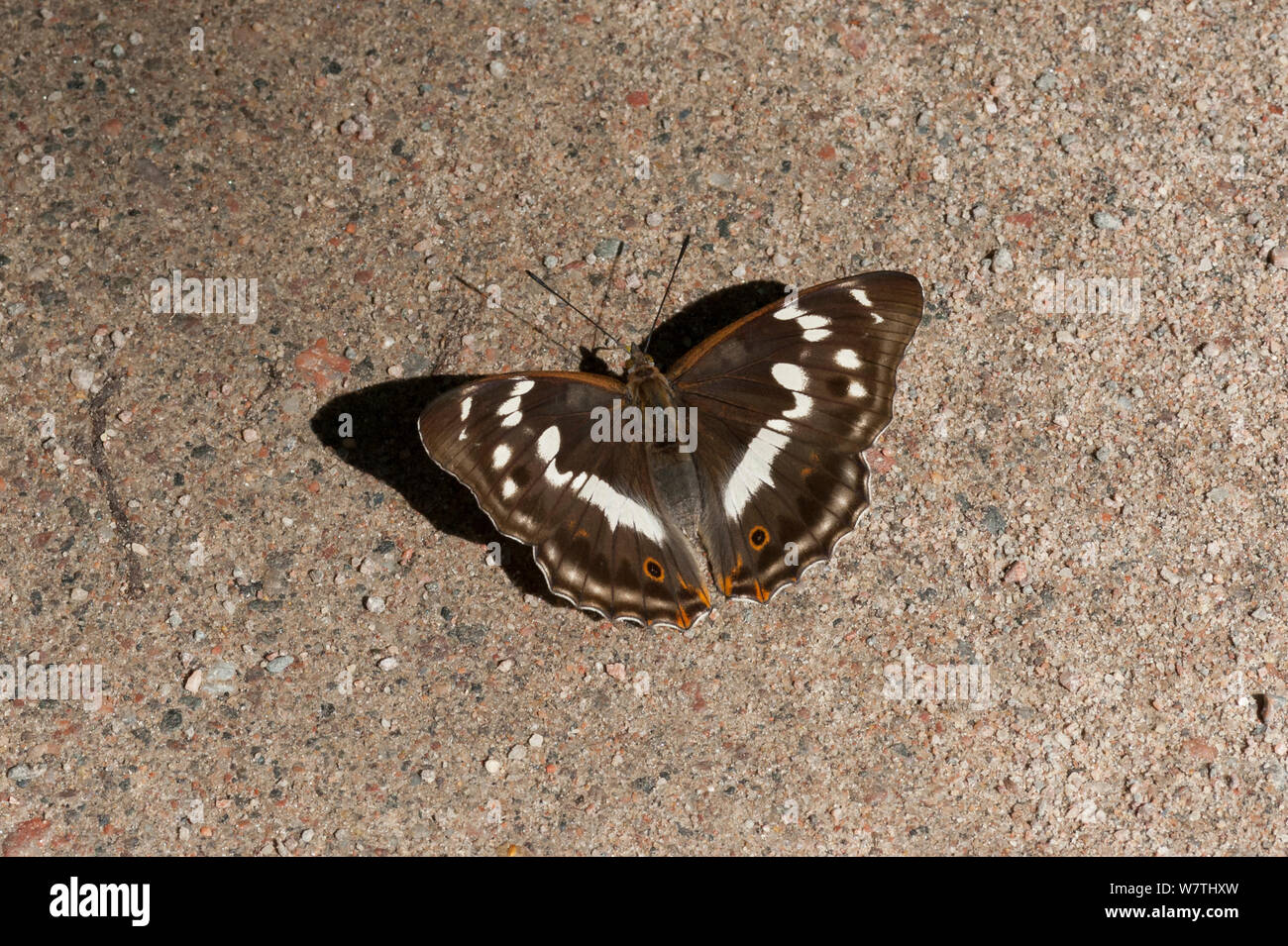 Apatura suspirans hi-res stock photography and images - Alamy