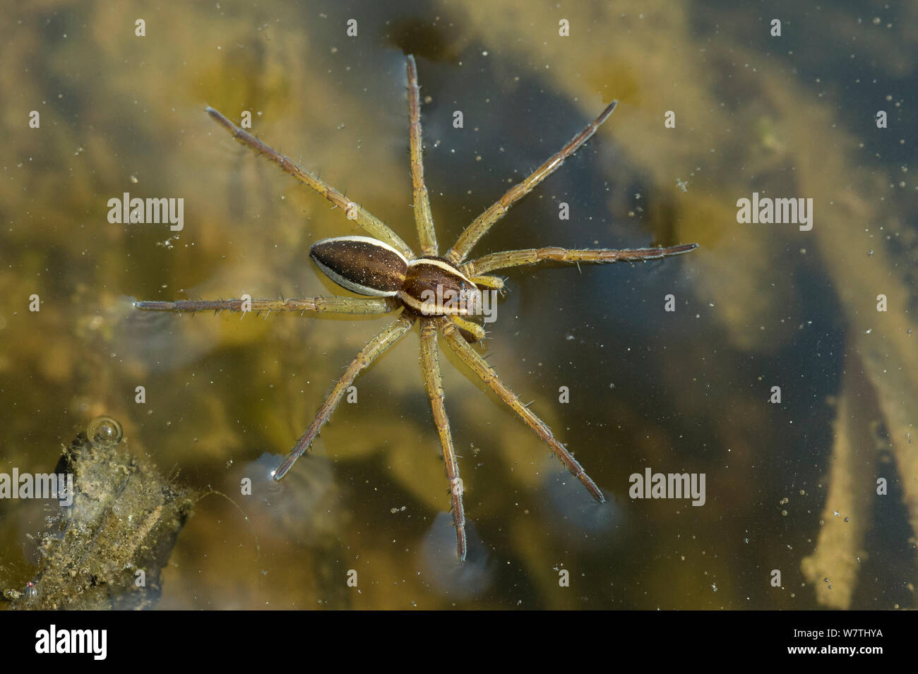 Raft spider (Dolomedes fimbriatus) on water surface, central Finland ...