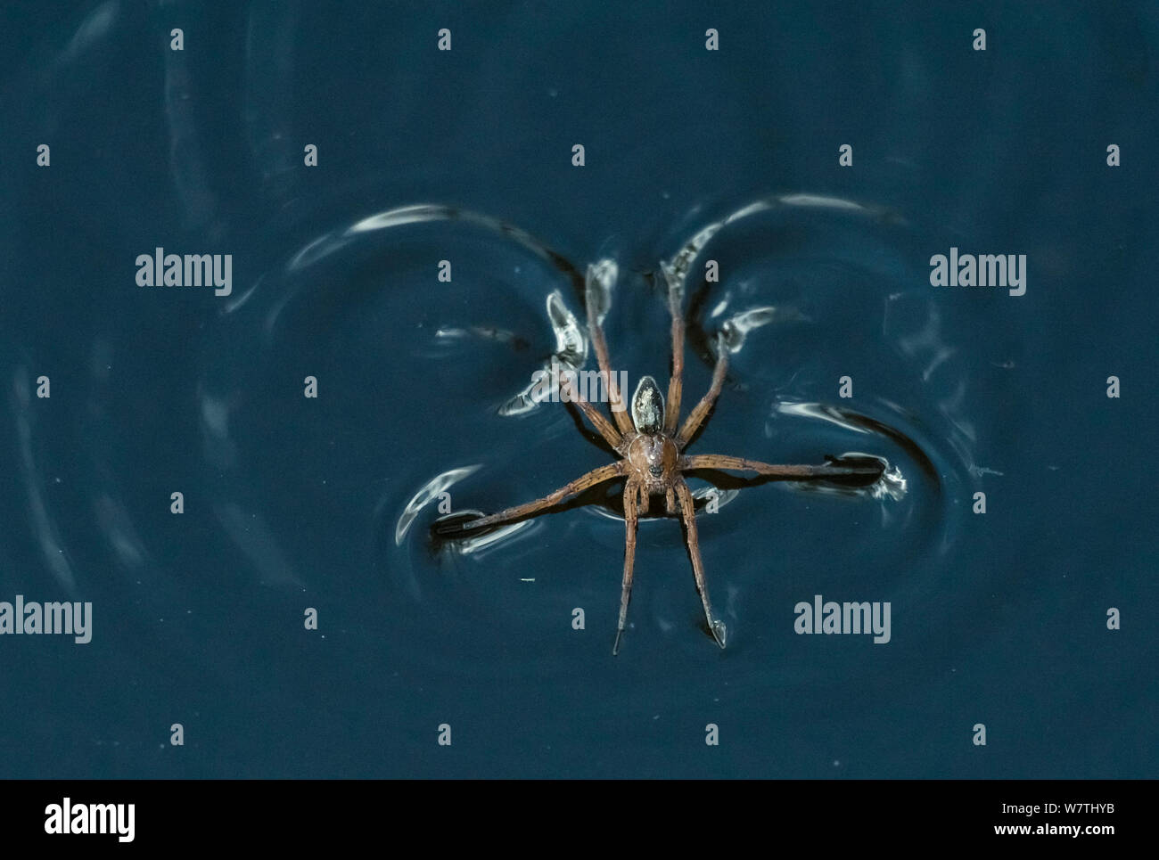 Raft spider (Dolomedes fimbriatus) running on water, South Karelia ...