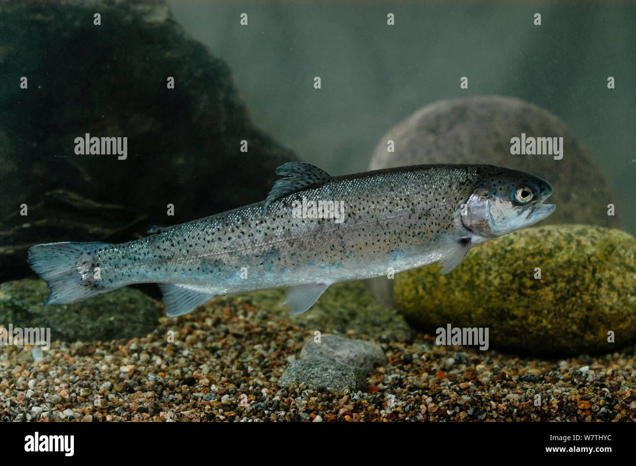 Species of trout hi-res stock photography and images - Alamy