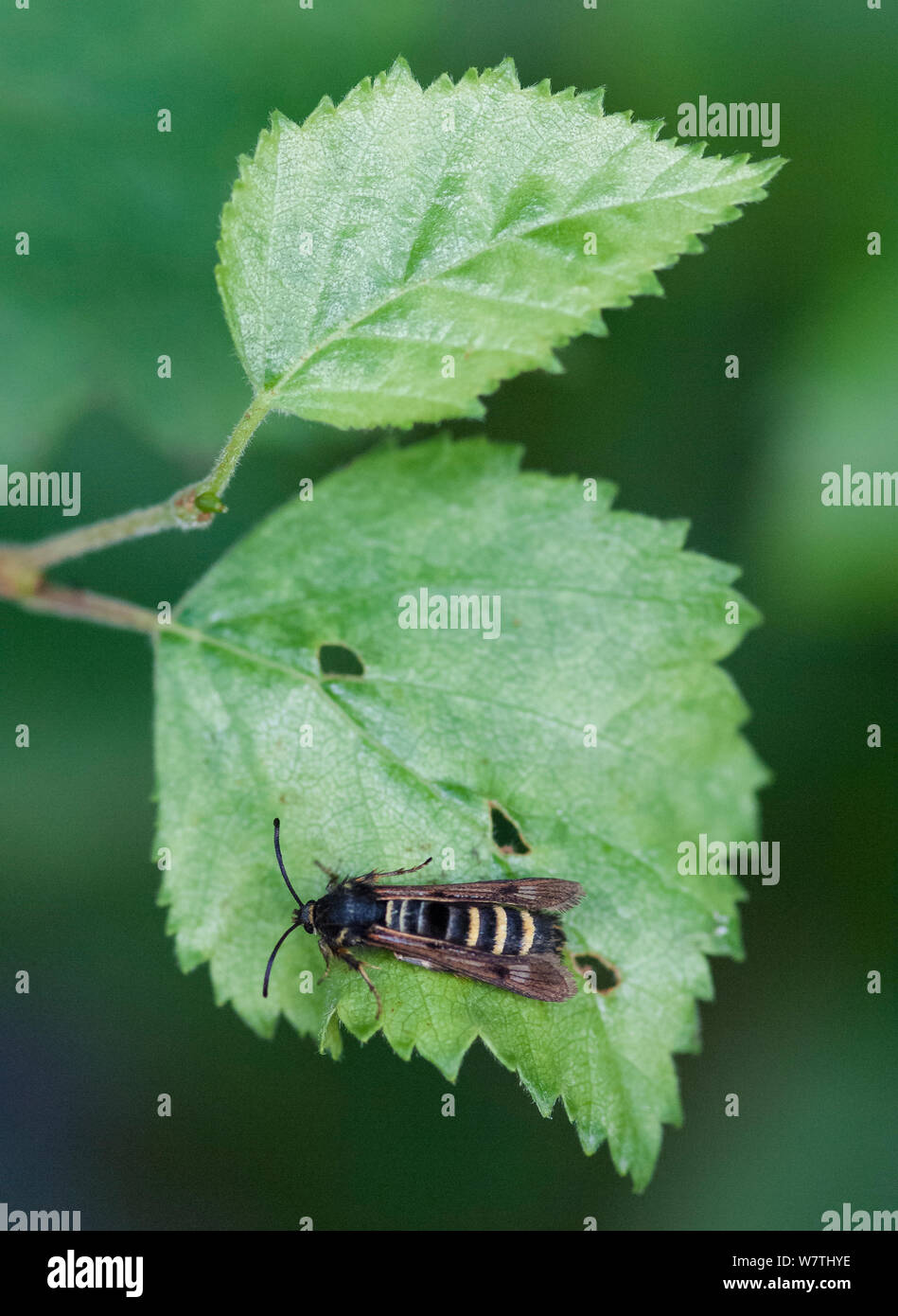 Raspberry clearwing hi-res stock photography and images - Alamy