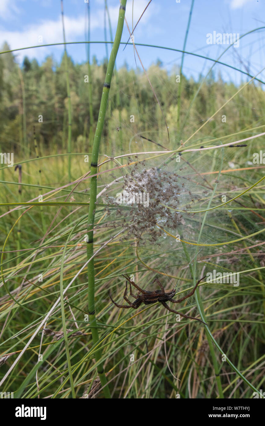 Raft spider (Dolomedes fimbriatus) with a web of spiderlings, Finland ...