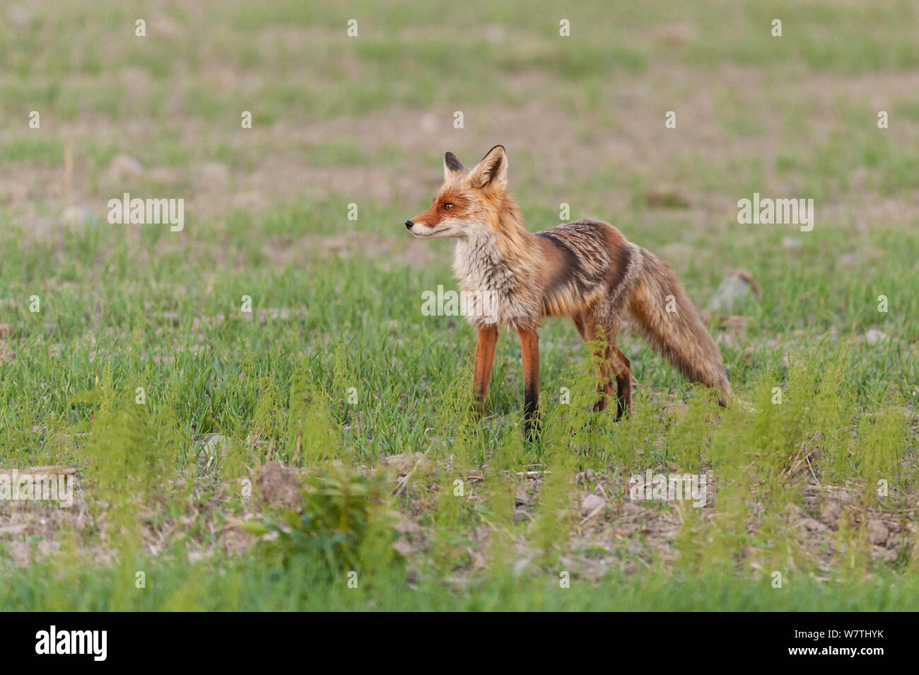 True red fox hi-res stock photography and images - Alamy