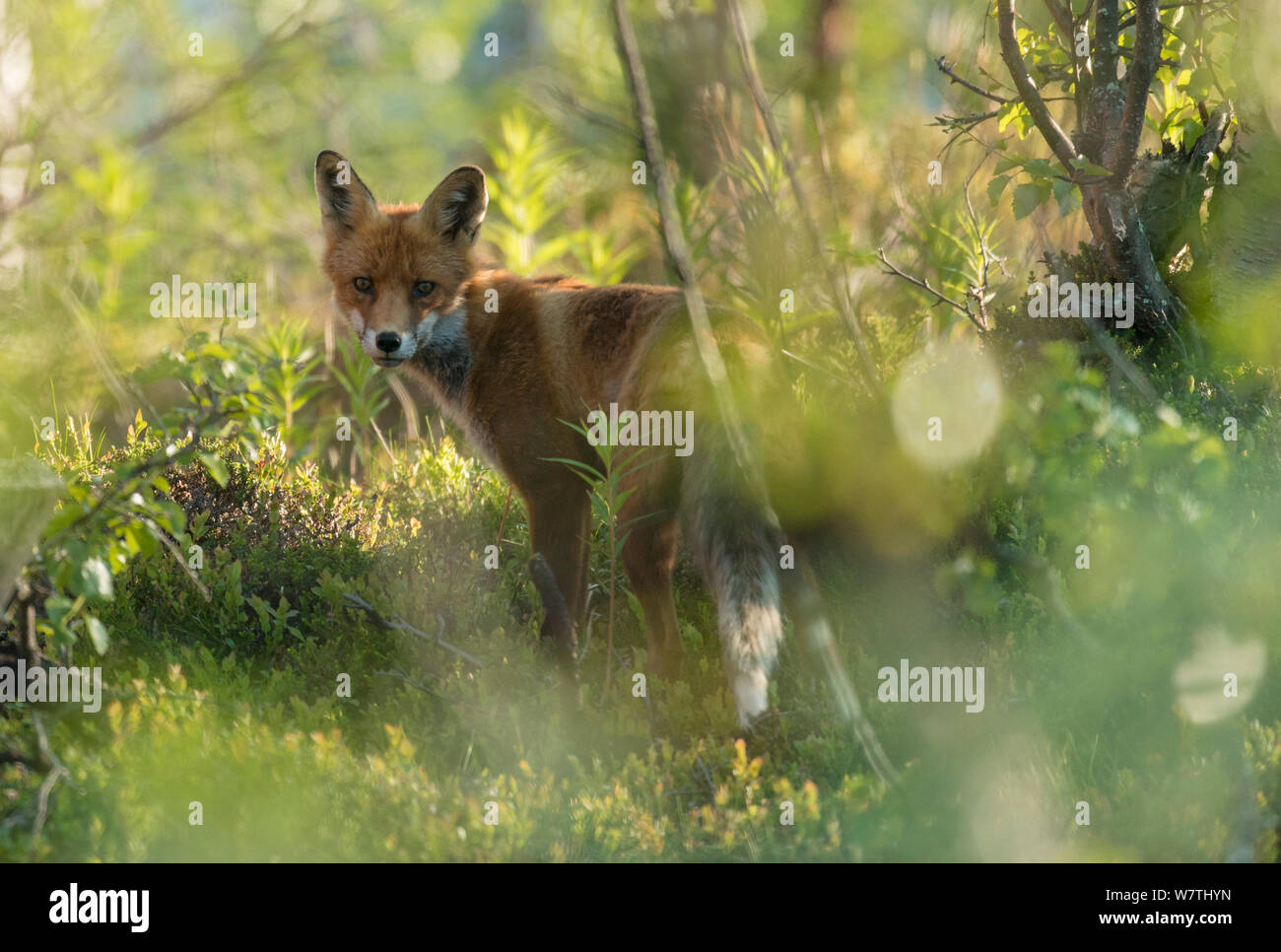 Red Fox (Vulpes vulpes) in grassland, Lapland, Finland, July Stock ...