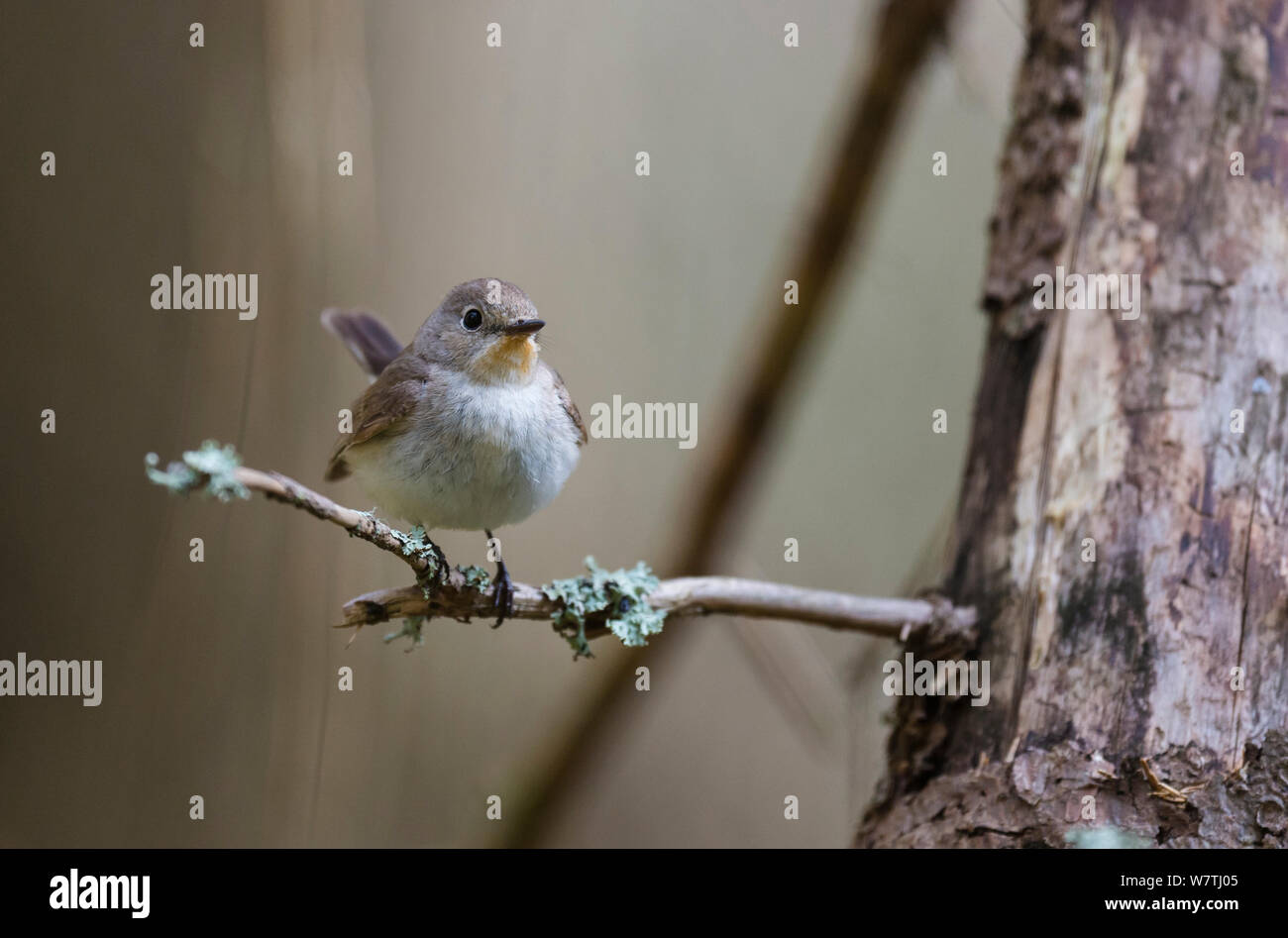 Red-breasted Flycatcher (Ficedula parva) young male, central Finland ...