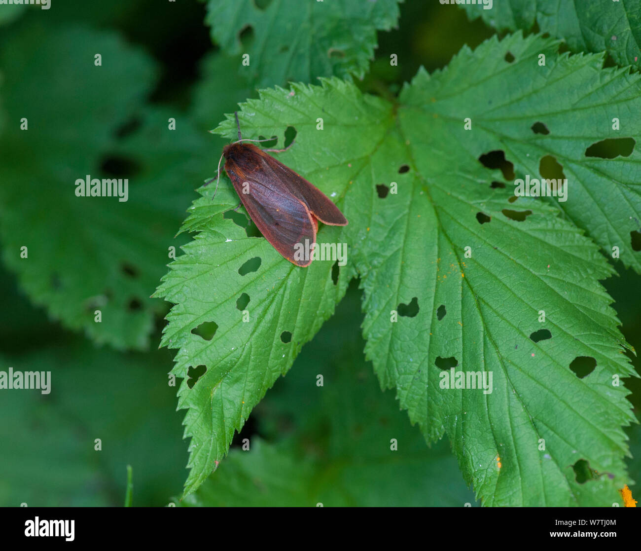 Arctiid moth hi-res stock photography and images - Alamy