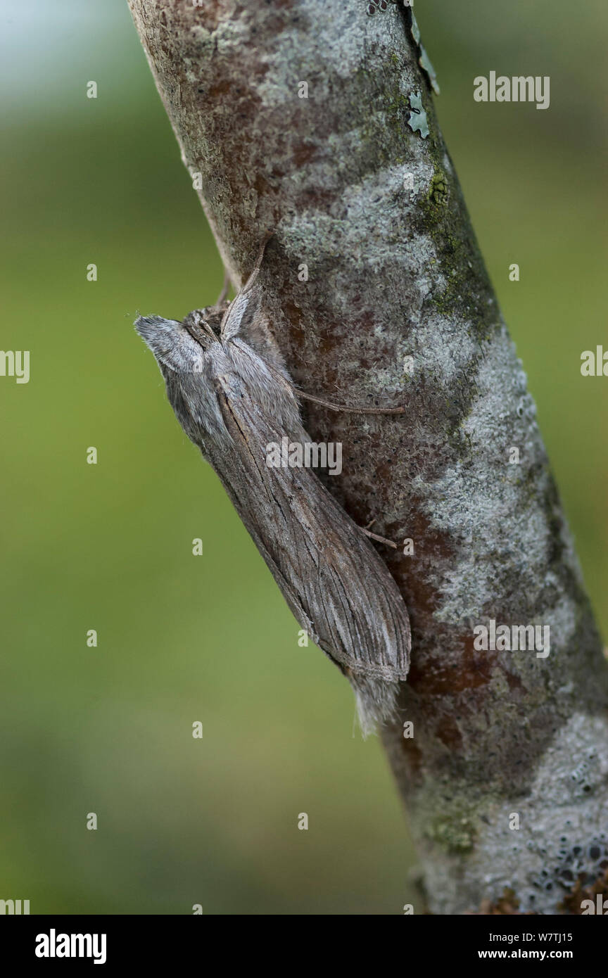 Shark moth (Cucullia umbratica) family Noctuidae, resting on branch ...