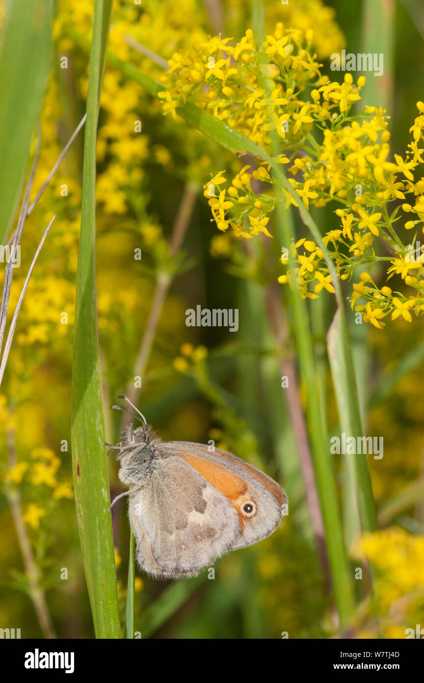 Small Heath (Coenonympha pamphilus) is a butterfly species belonging to ...