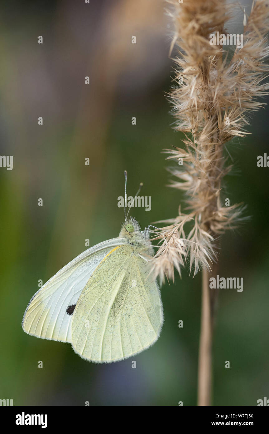 Small white cabbage butterfly hi-res stock photography and images - Alamy