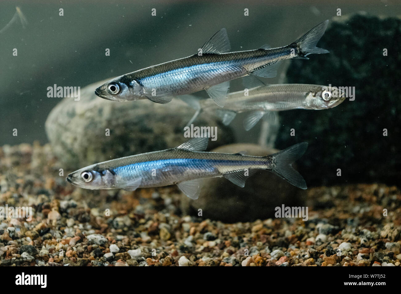 European smelt (Osmerus eperlanus) central Finland, May Stock Photo - Alamy