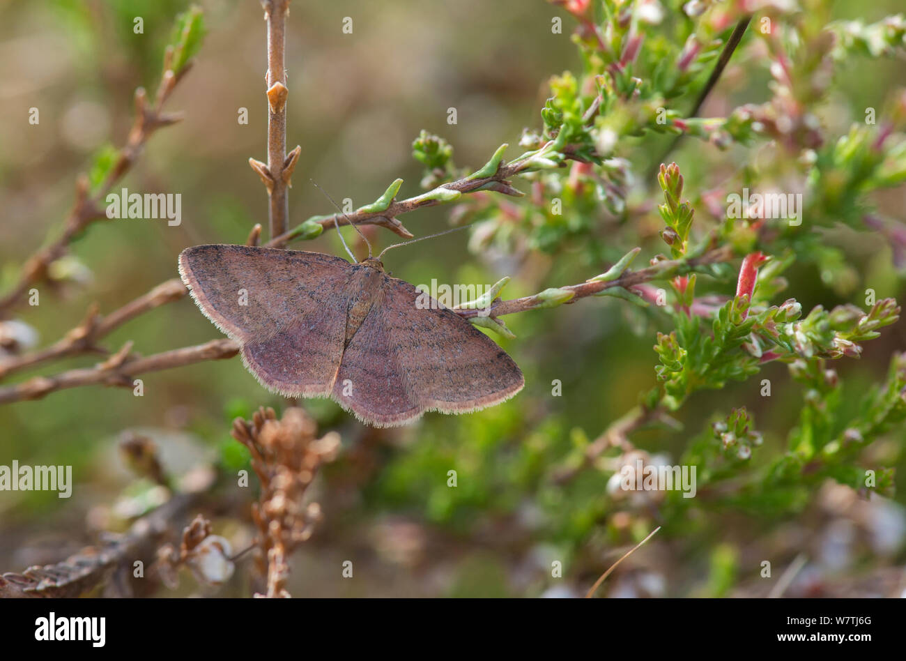 Tawny Wave moth (Scopula rubiginata) northern Finland, June Stock Photo ...