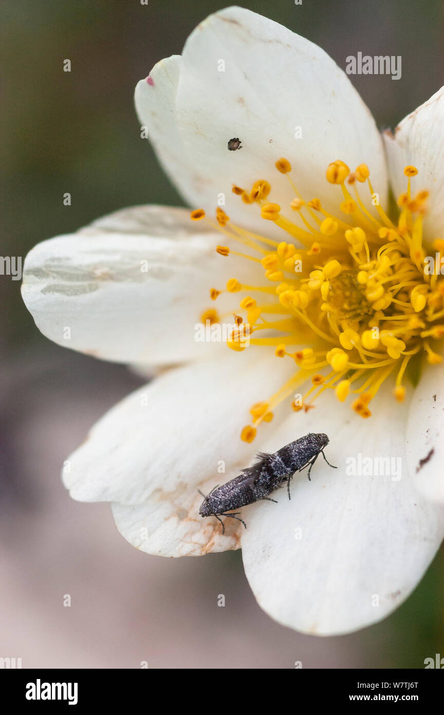 Micro moths hi-res stock photography and images - Alamy