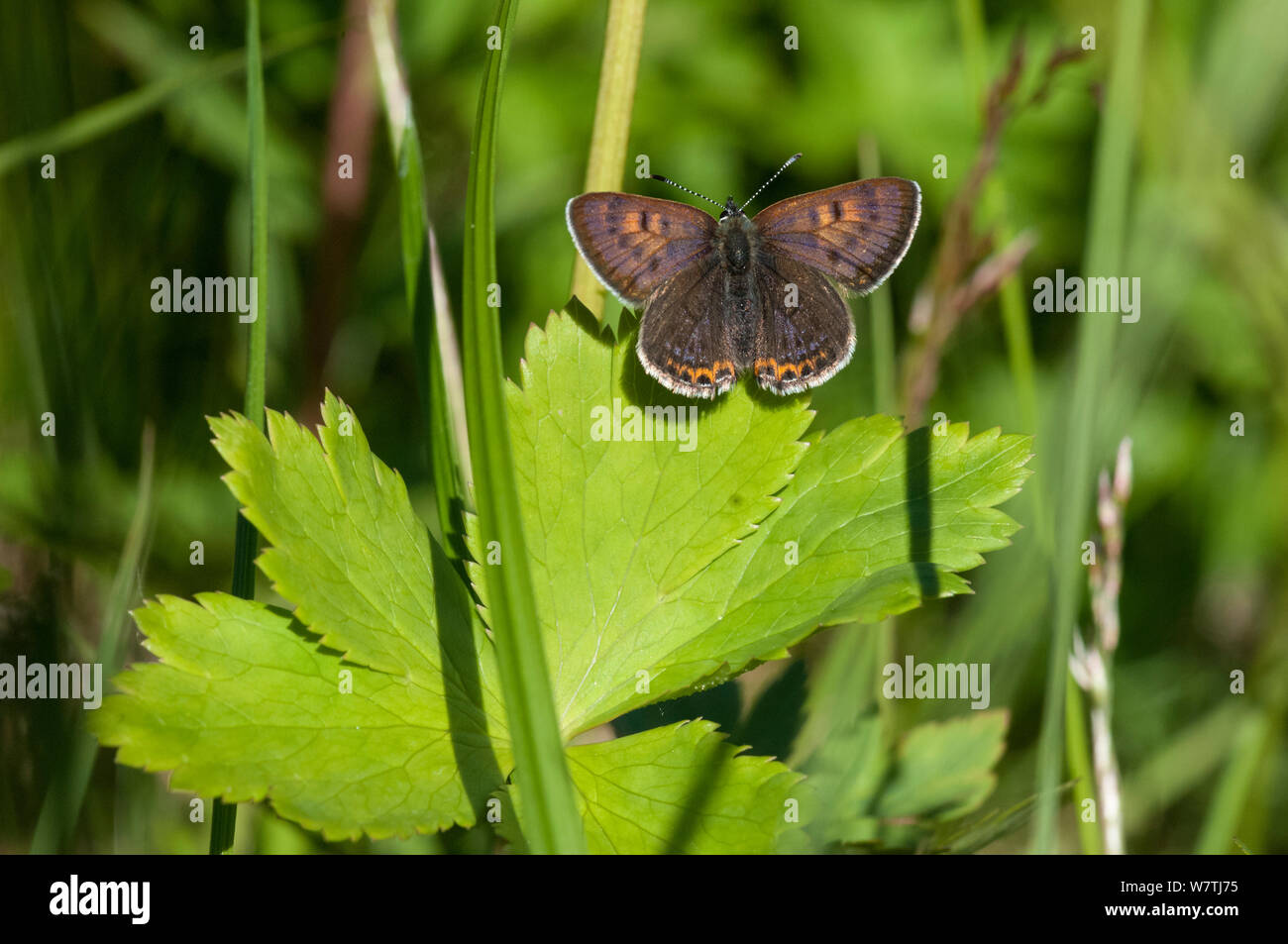 Violet copper butterfly hi-res stock photography and images - Alamy
