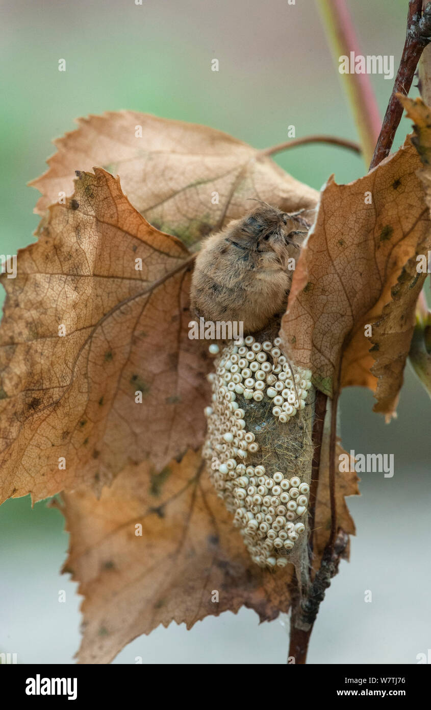 Wingless insect hi-res stock photography and images - Alamy