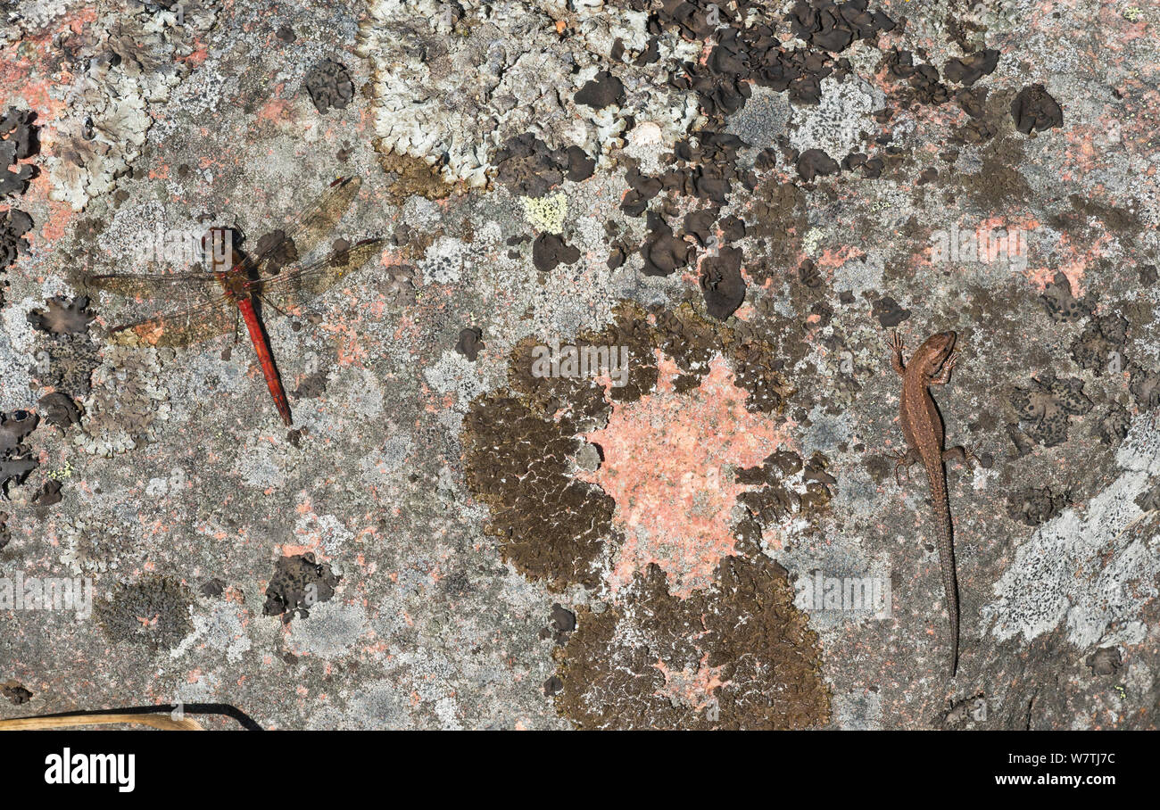 Viviparous insect hi-res stock photography and images - Alamy