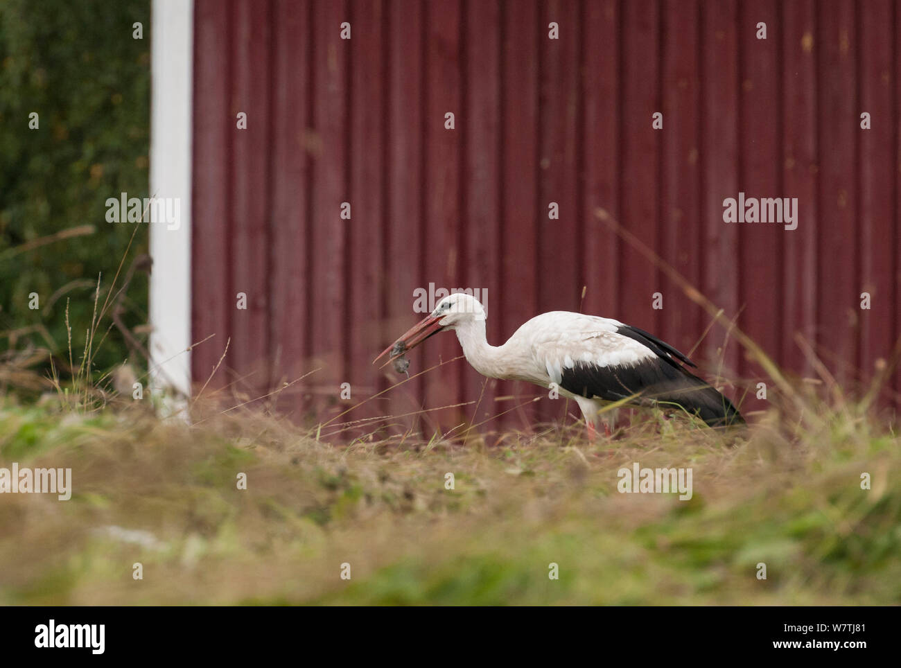 Mole birds hi-res stock photography and images - Alamy