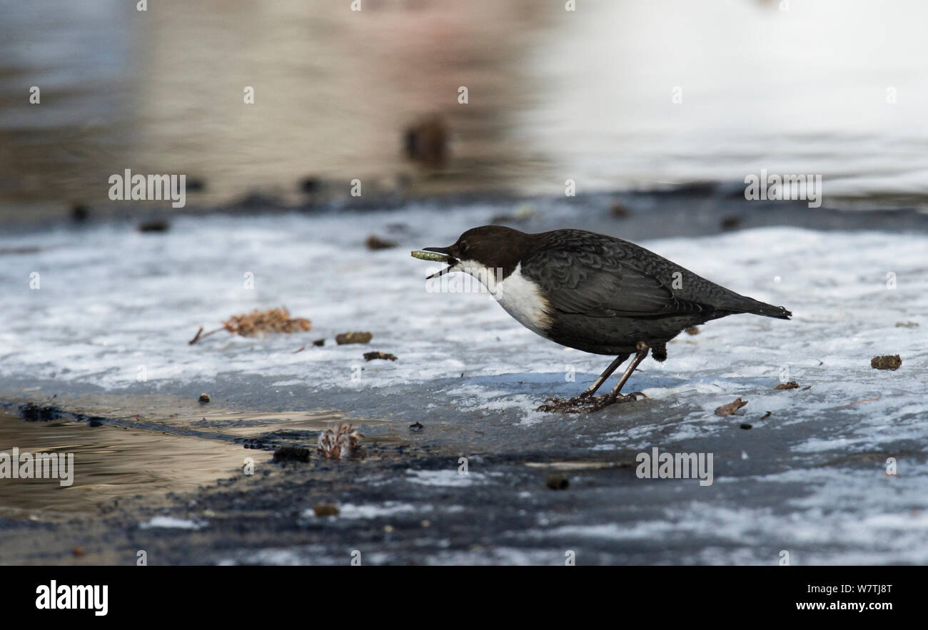 White-throated Dipper (Cinclus cinclus cinclus) feeding on caddisfly ...