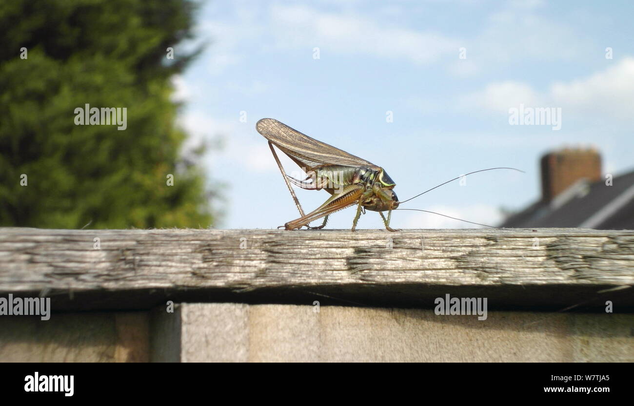 Female wart biter hi-res stock photography and images - Alamy