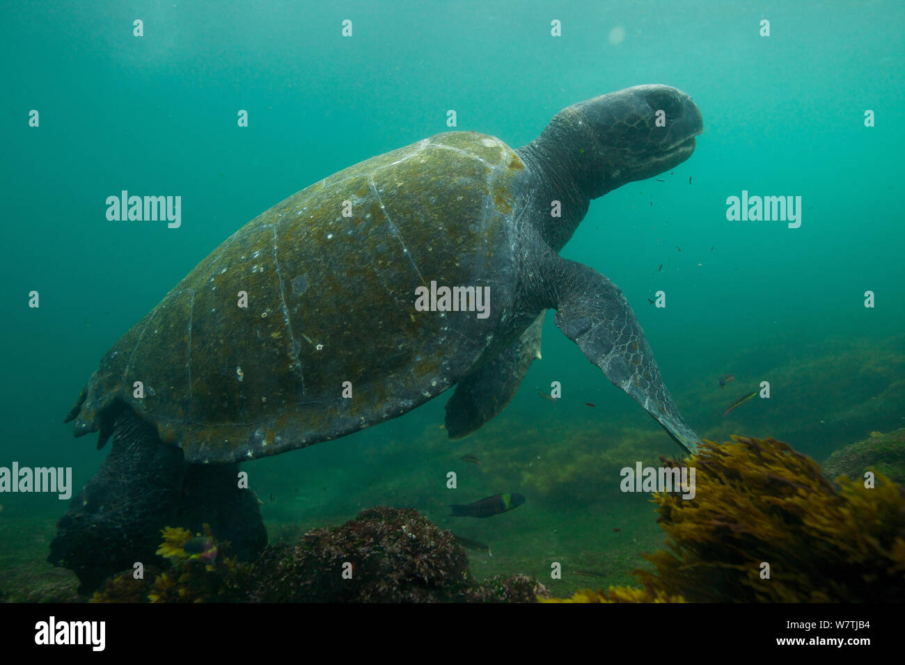 Turtle hotspot hi-res stock photography and images - Alamy