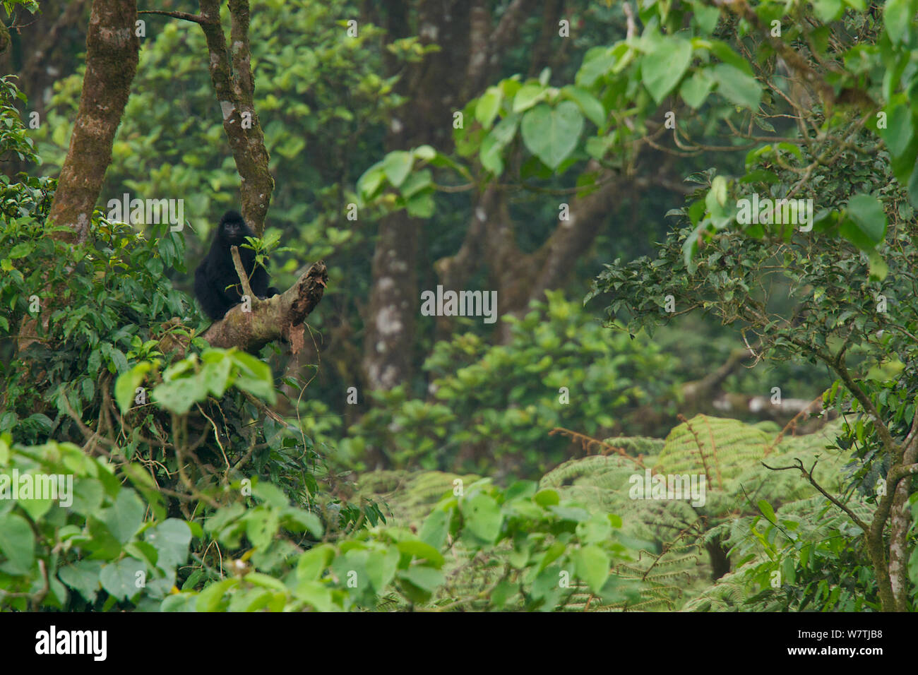Equatorial guinea species hi-res stock photography and images - Alamy