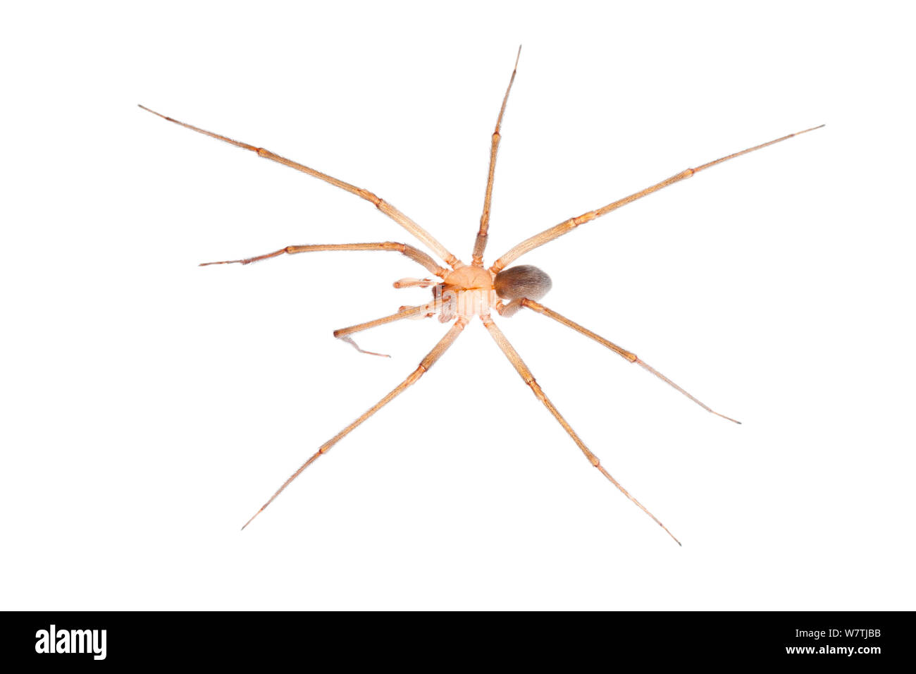 Recluse Spider High Resolution Stock Photography and Images - Alamy