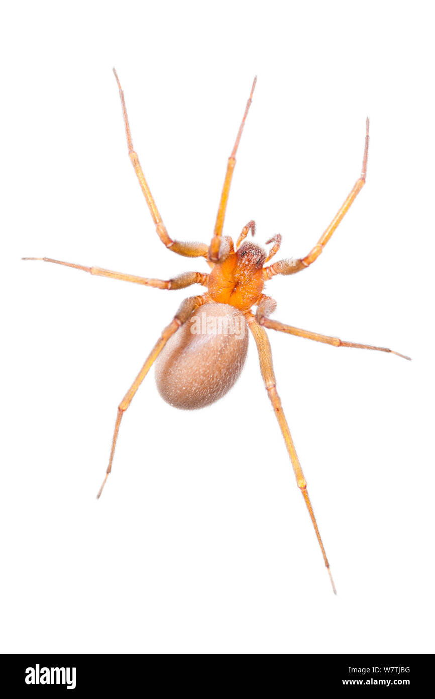 Brown recluse spider venom hi-res stock photography and images - Alamy