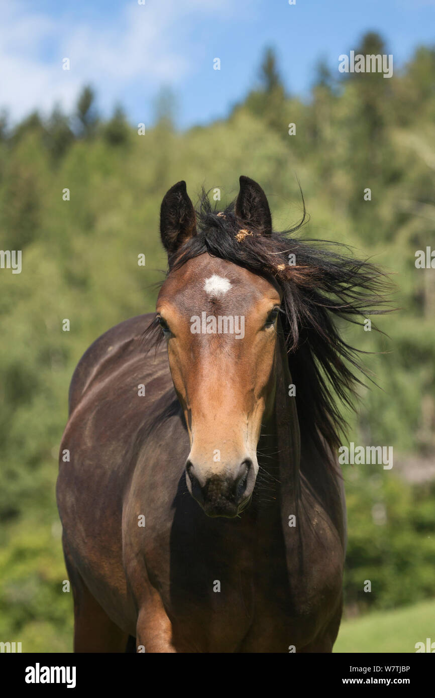 Noriker horse hi-res stock photography and images - Alamy