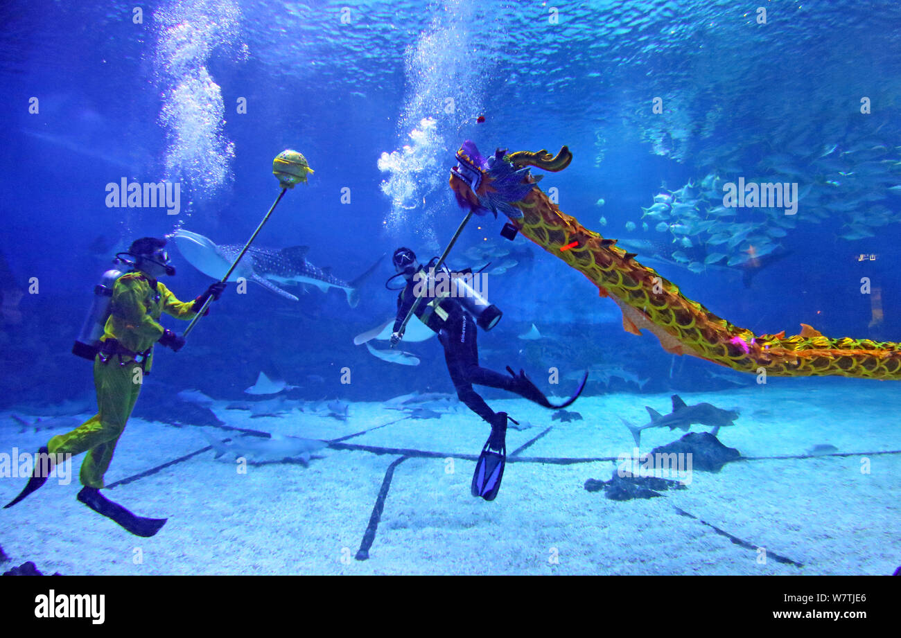 Divers perform a dragon dance with a shark and other sea animals ...