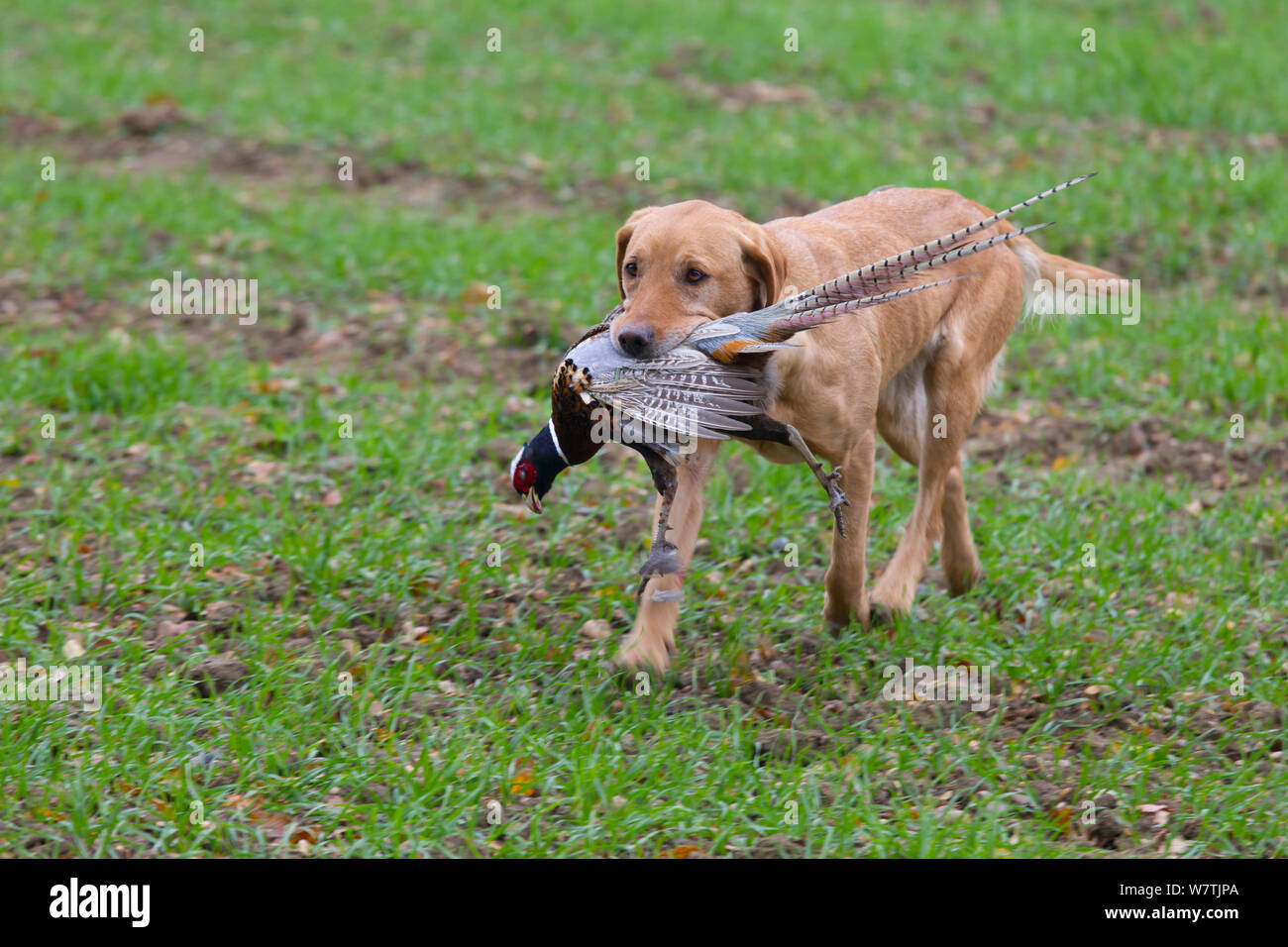 Yellow labrador retrieving a shot Common pheasant (Phasianus colchicus ...