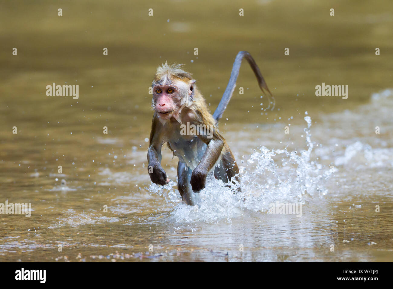 Female Toque macaque (Macaca sinica sinica) crossing a river, Yala ...