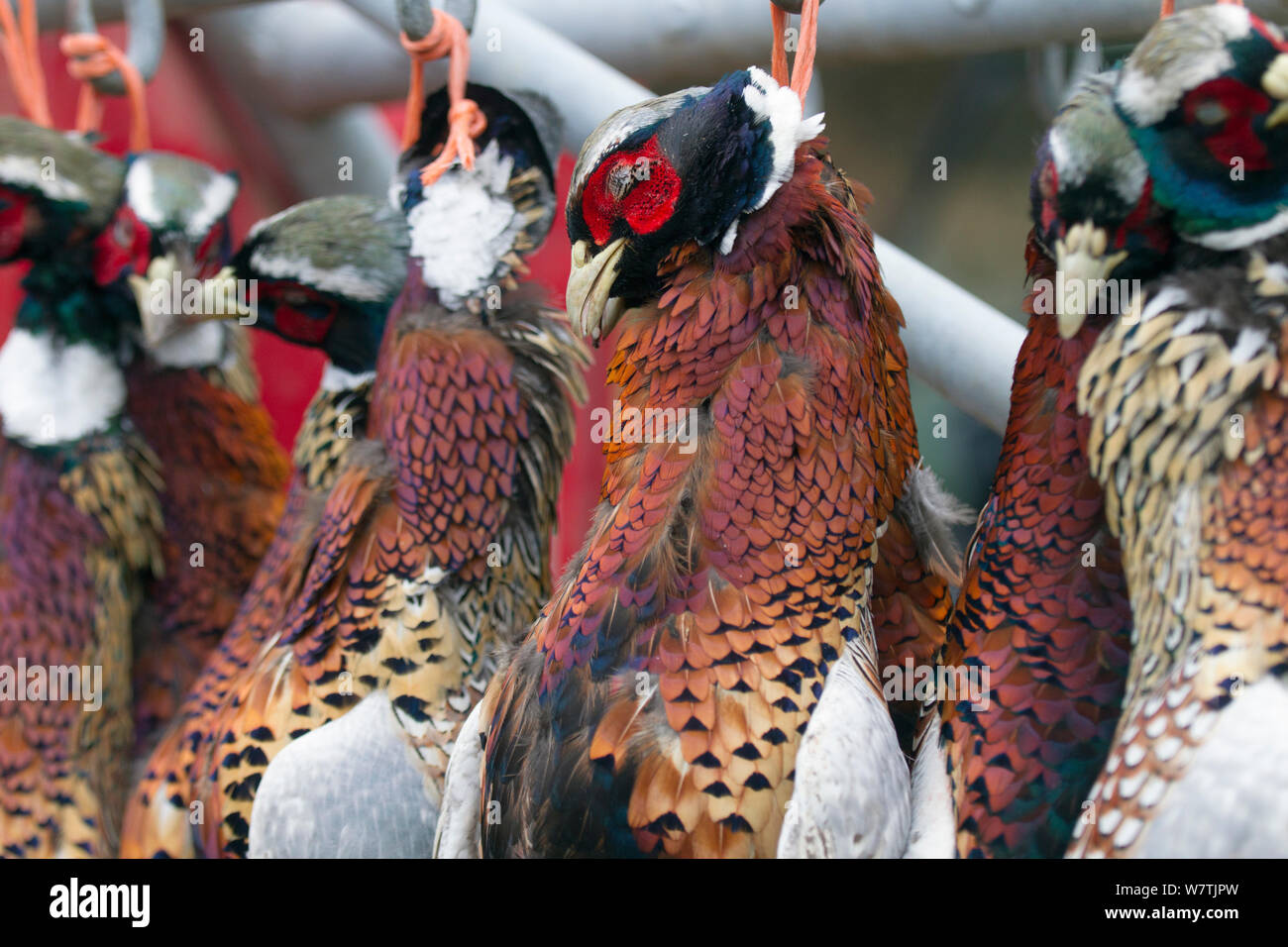 Animal shoot hi-res stock photography and images - Alamy