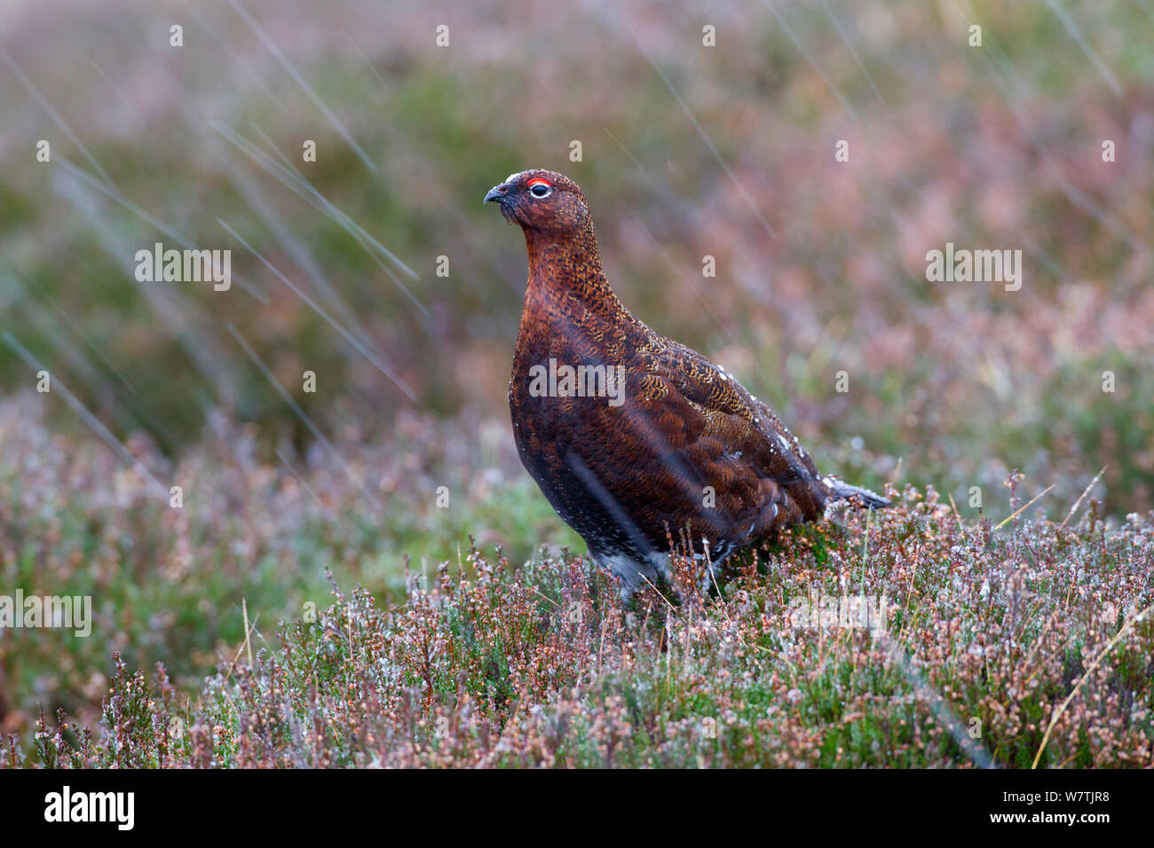 Female Red grouse (Lagopus scoticus) in falling snow, Yorkshire Dales ...