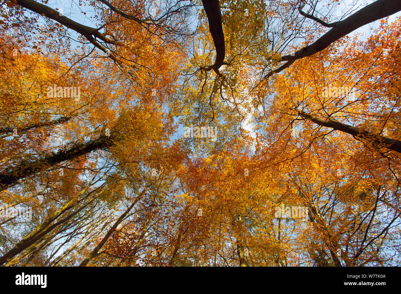 Beech tree canopy hi-res stock photography and images - Alamy