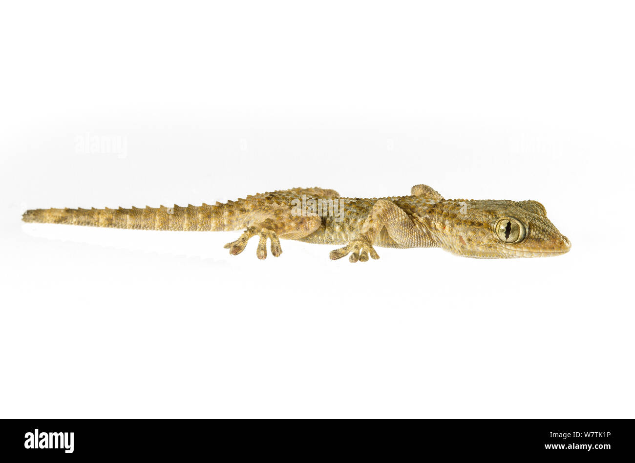 Moorish Wall Gecko (Tarentola mauritanica) Genova, Liguria, Italy ...