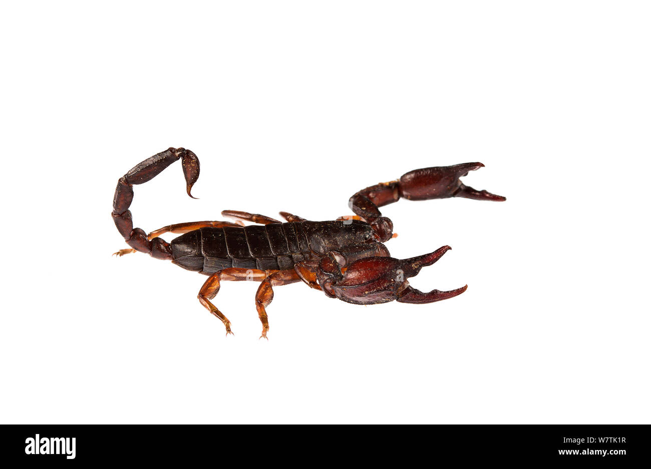 Small wood-scorpion (Euscorpius concinnus) Genova, Liguria, Italy ...