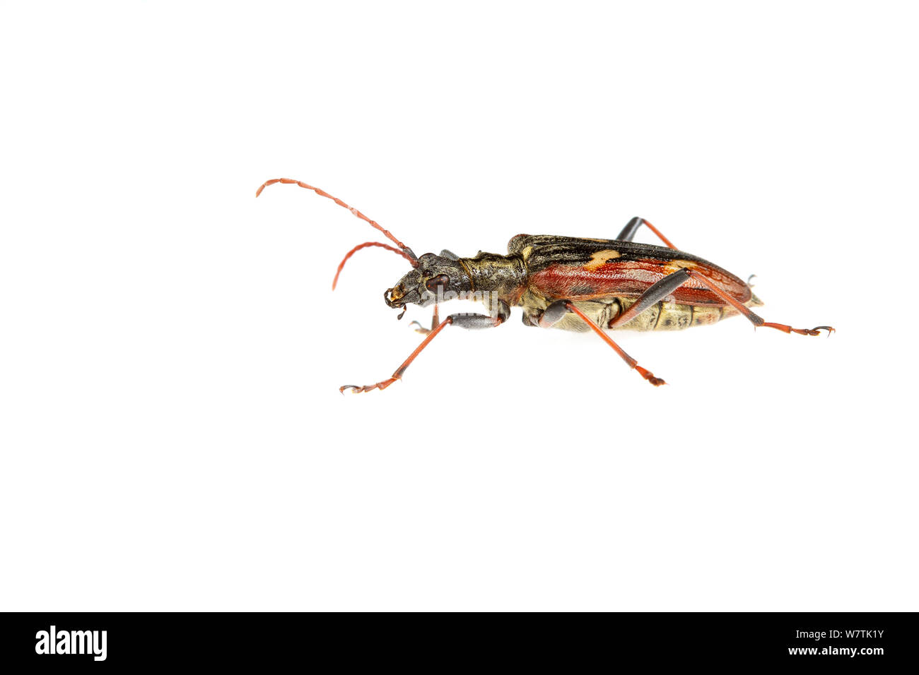 Twobanded longhorn beetle Cut Out Stock Images & Pictures - Alamy