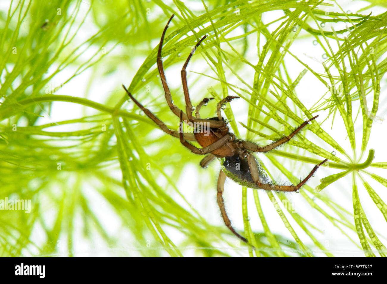 Diving bell spider hi-res stock photography and images - Alamy