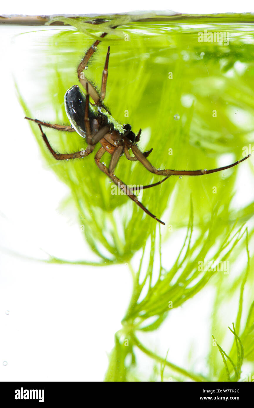 Air-bell spider (Argyroneta aquatica) adult male underwater, Vercelli ...