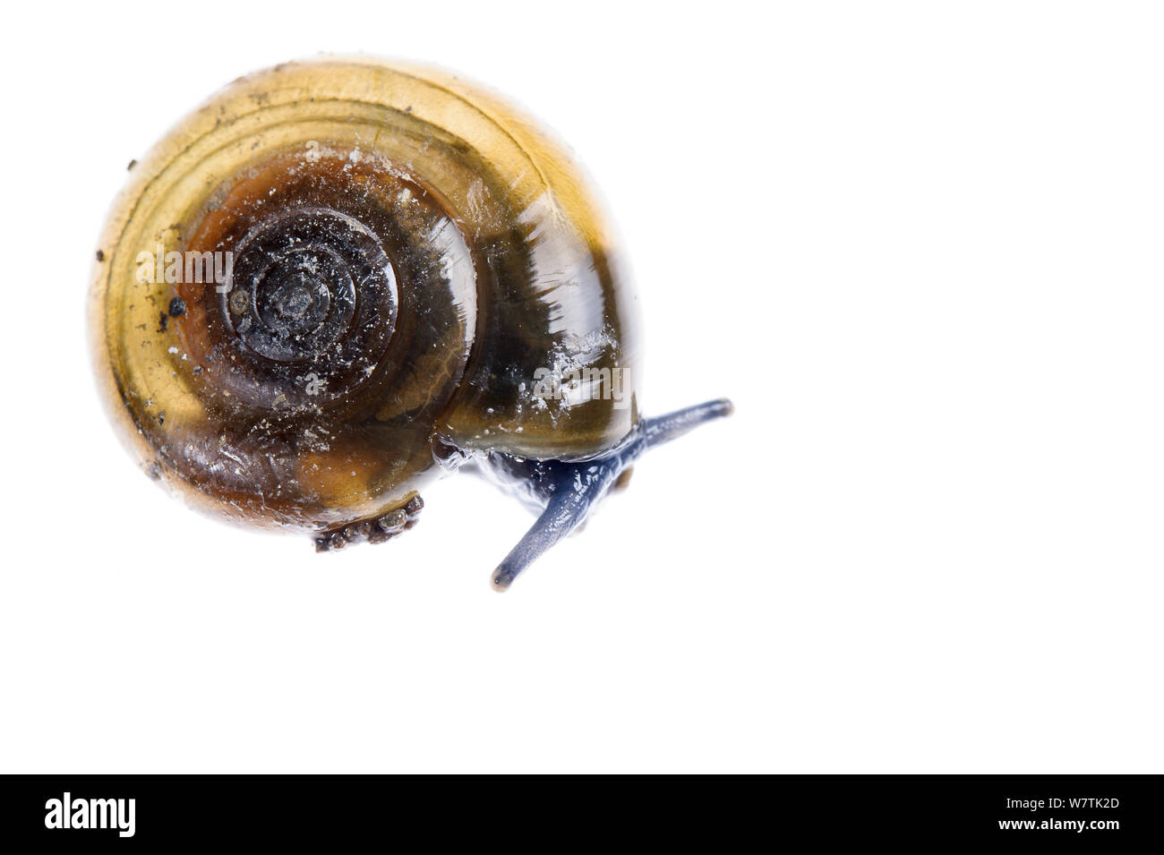 Cave snail (Oxychilus draparnaudi) Busalla, Italy, February ...
