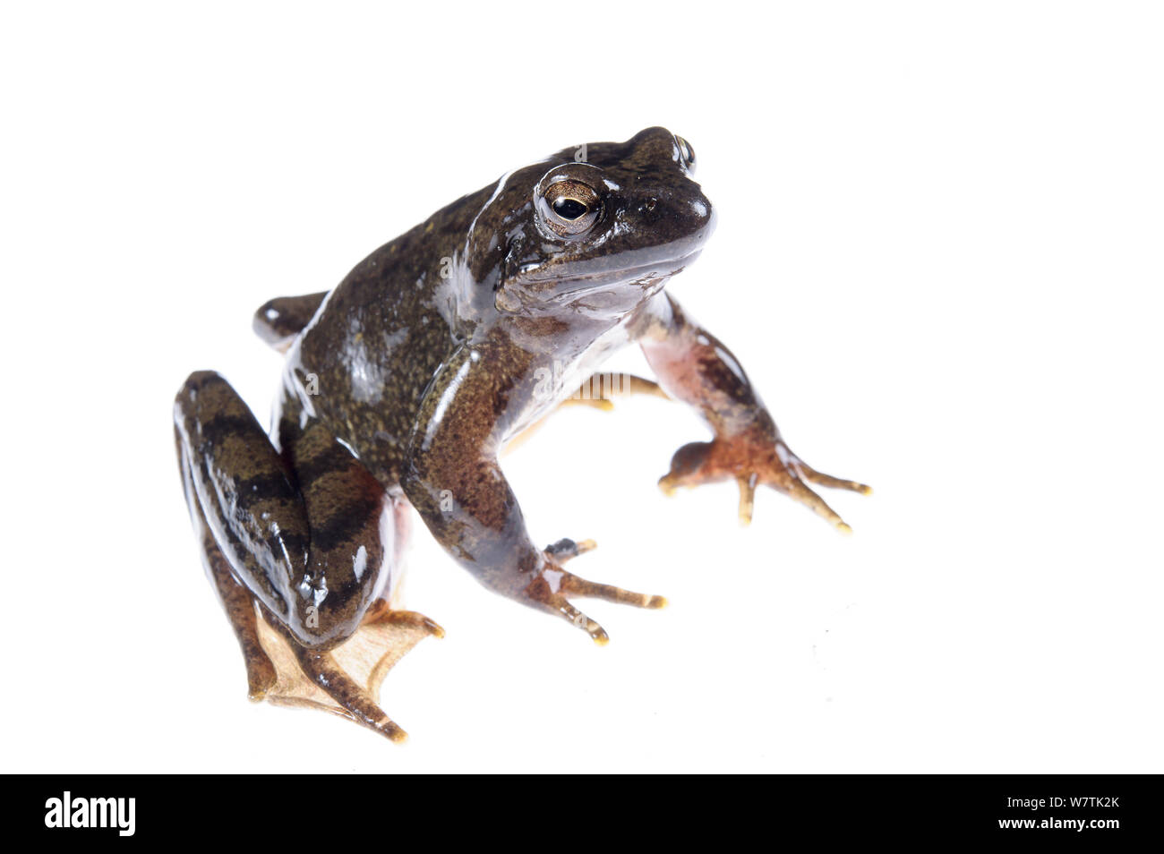 Italian stream frog (Rana italica) adult, Italy, February ...