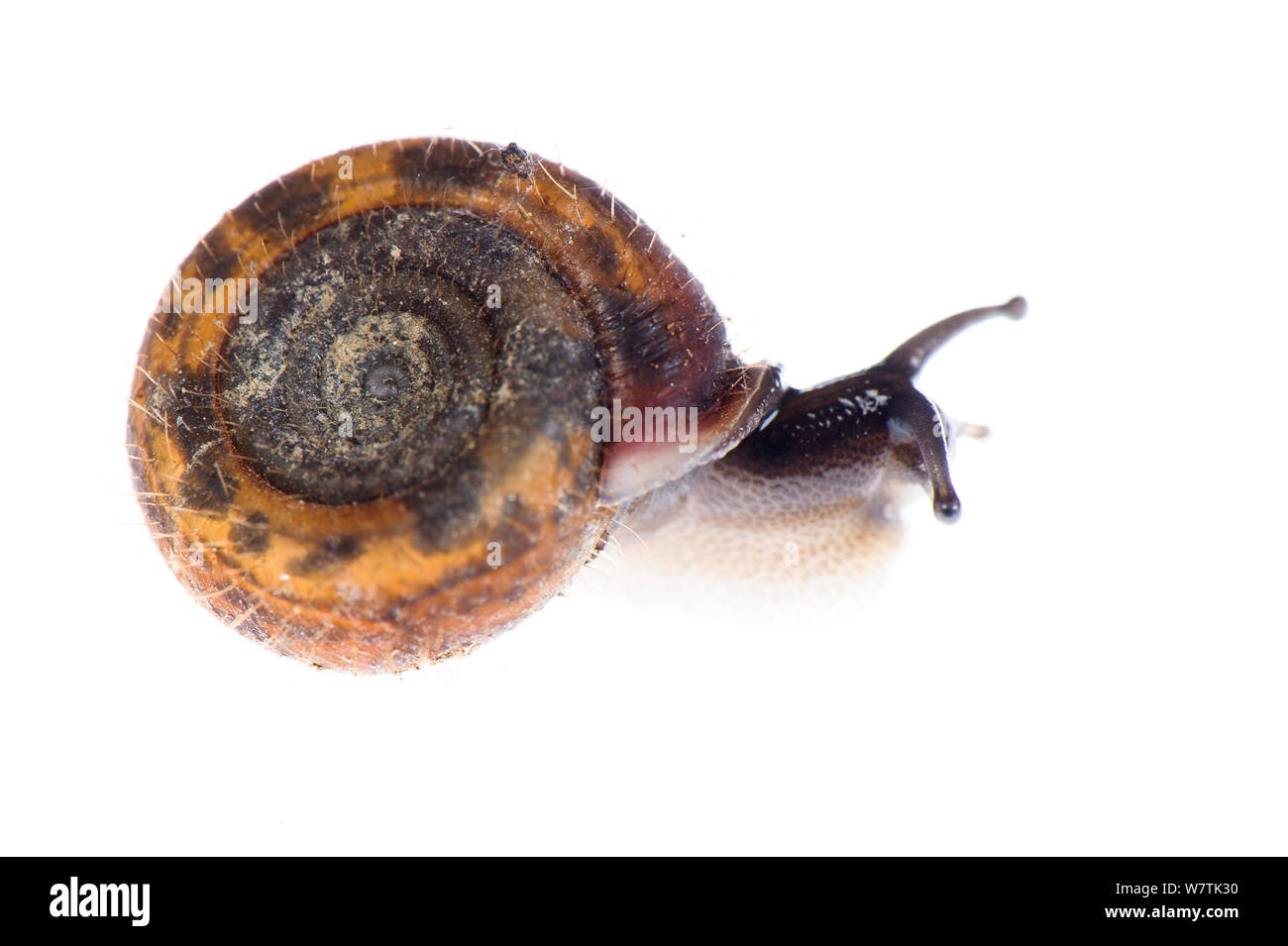 Helicodonta Cut Out Stock Images & Pictures - Alamy