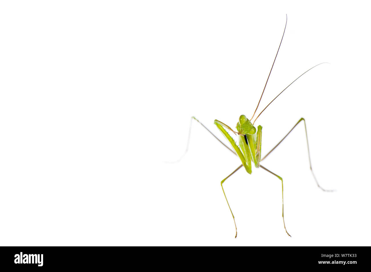 European praying mantis (Mantis religiosa) male grooming tarsus, Italy ...