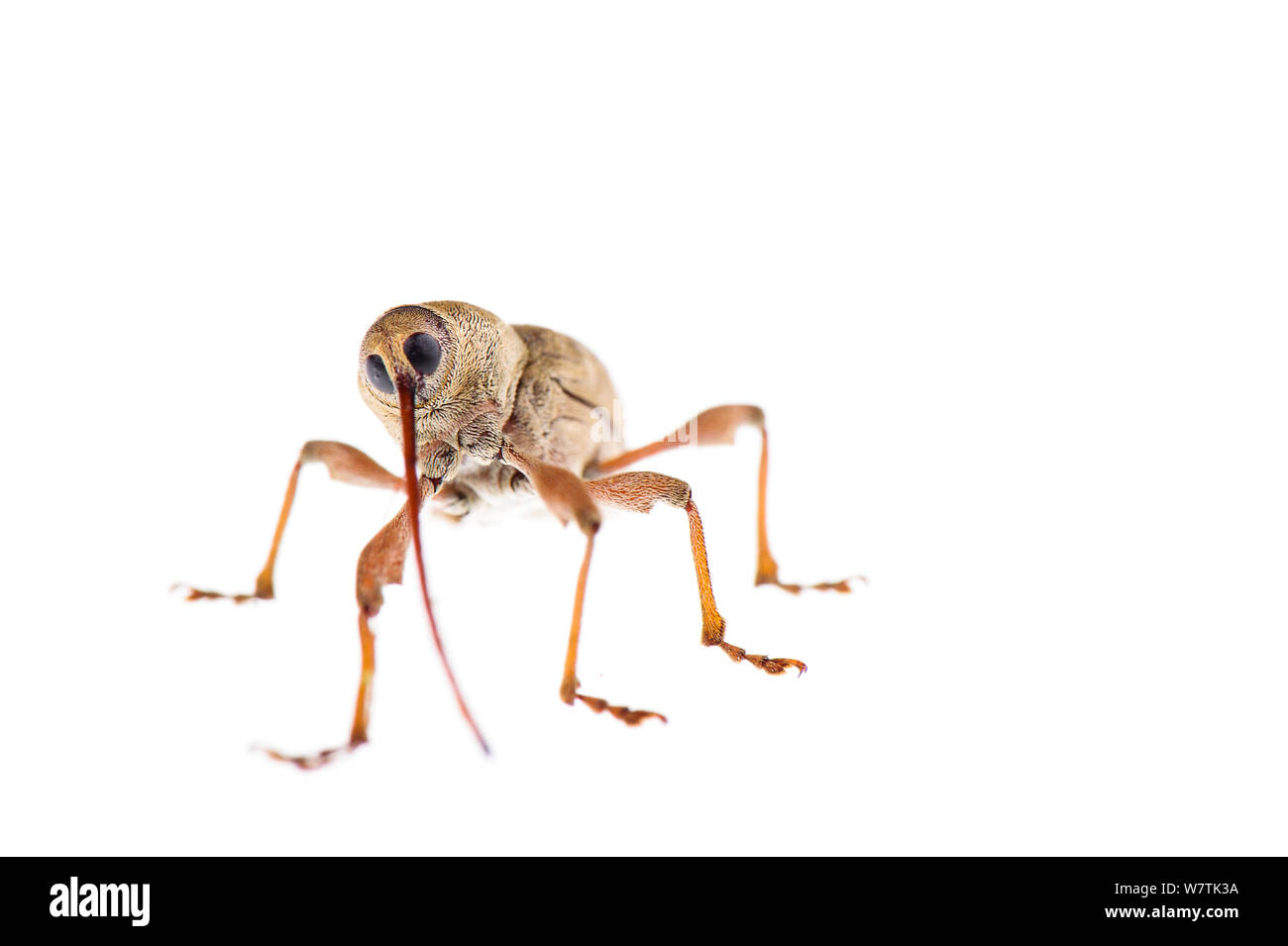 Elephant weevil (Curculio elephas) Italy, September. Meetyourneighbours ...