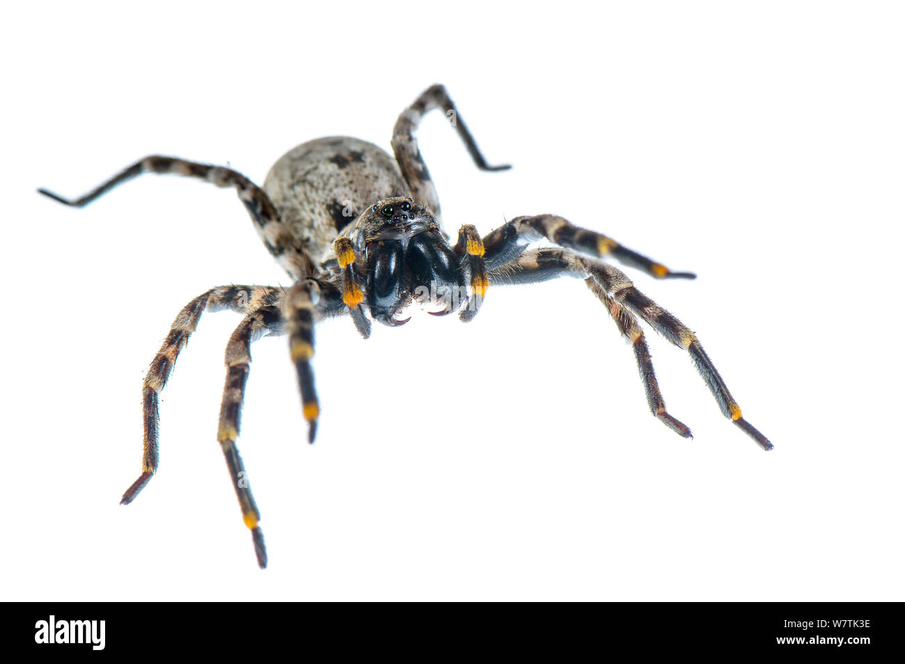 Madeiran wolf spider hi-res stock photography and images - Alamy