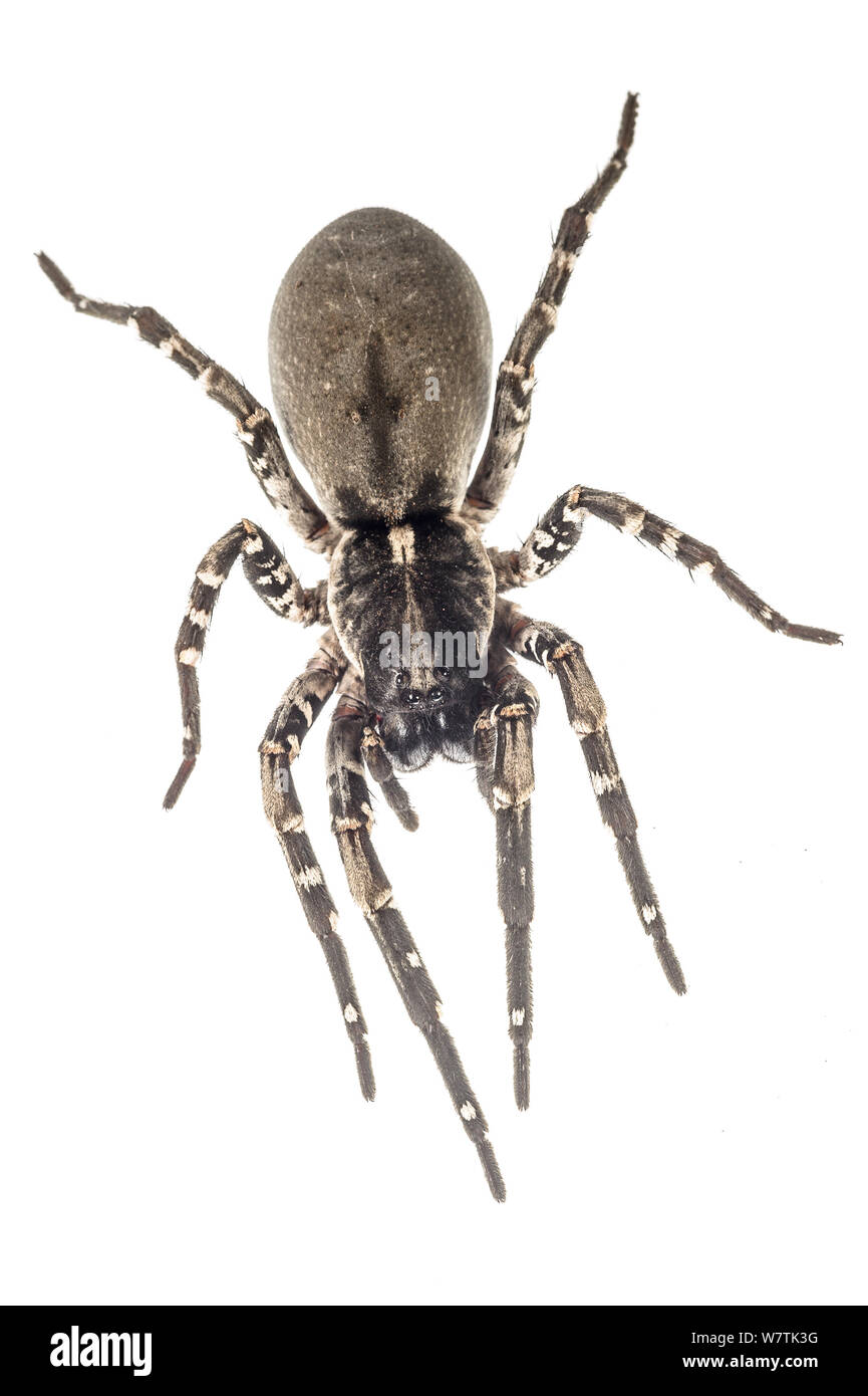 Deserta Grande wolf spider (Hogna ingens) Madeira, Portugal, May ...
