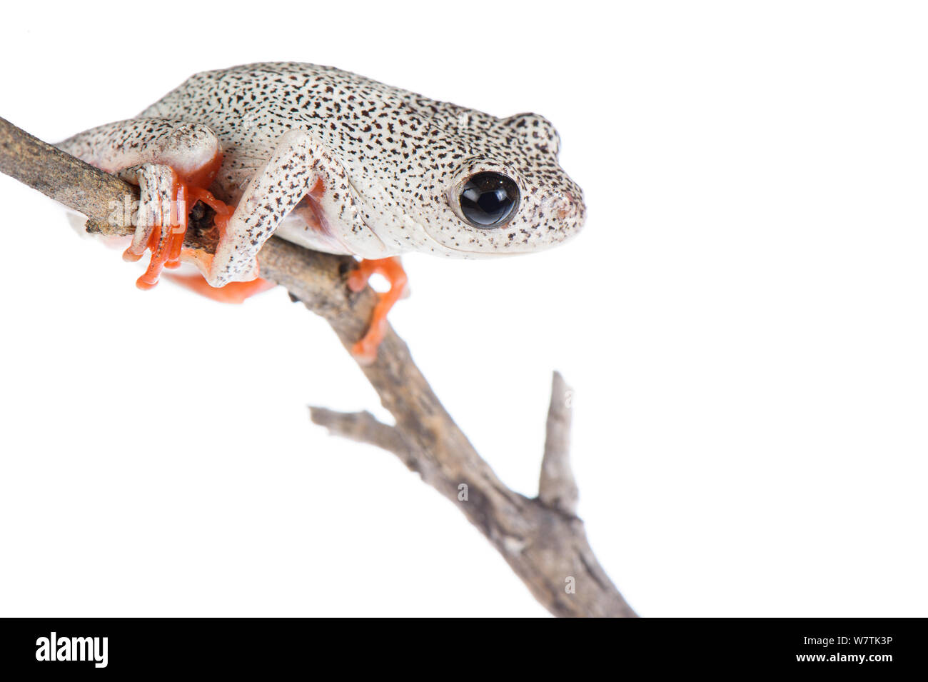 Marbled reed frog (Hyperolius parallelus) adult, Botswana, April ...