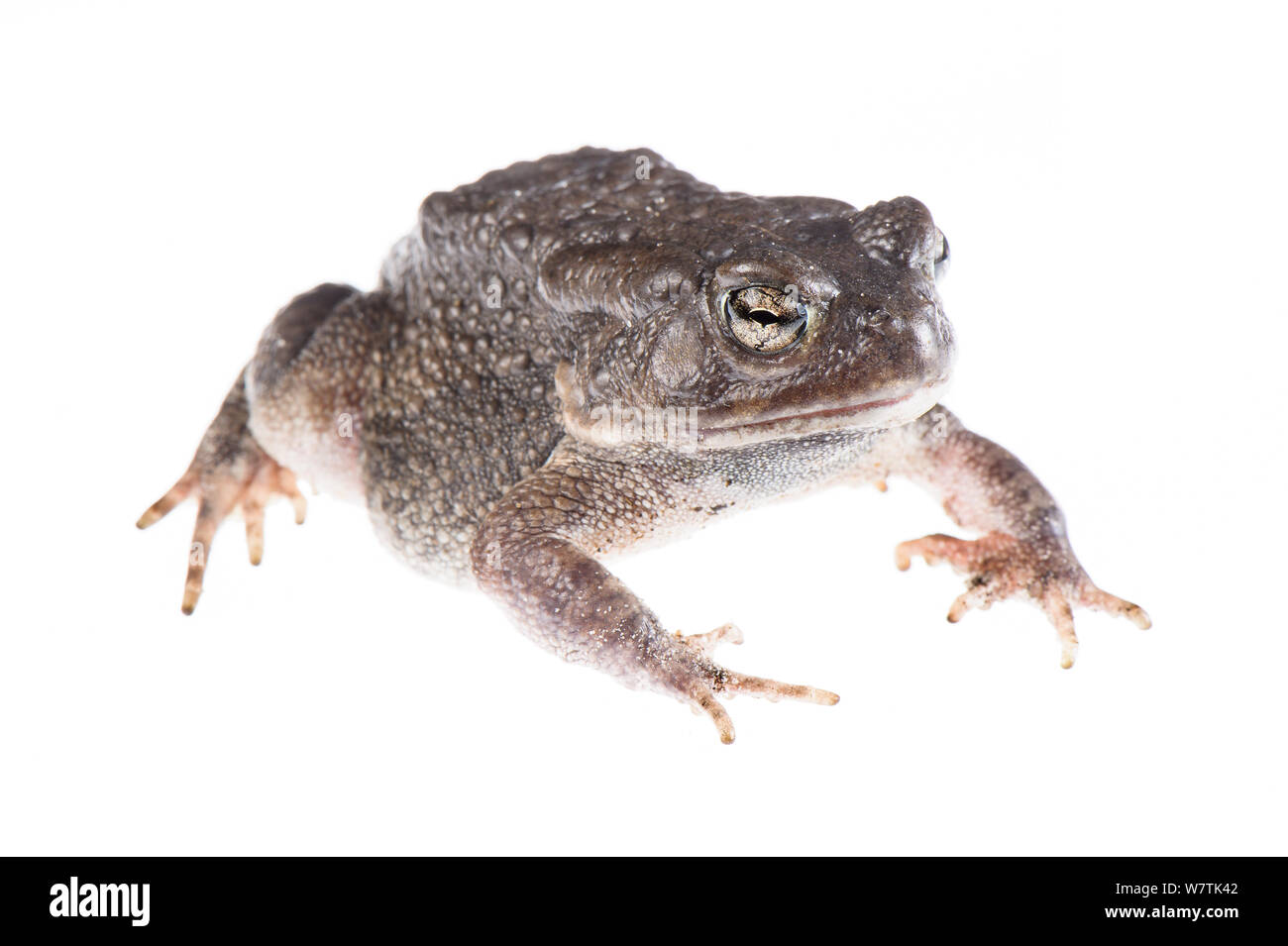 Amietophrynus regularis hi-res stock photography and images - Alamy