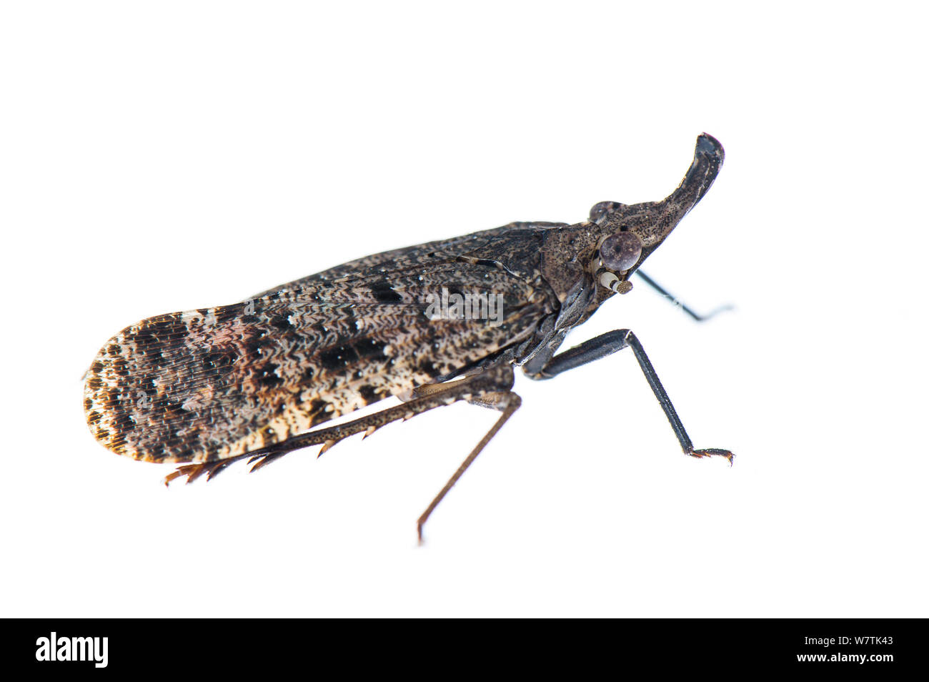 Botswana wildlife Cut Out Stock Images & Pictures - Alamy