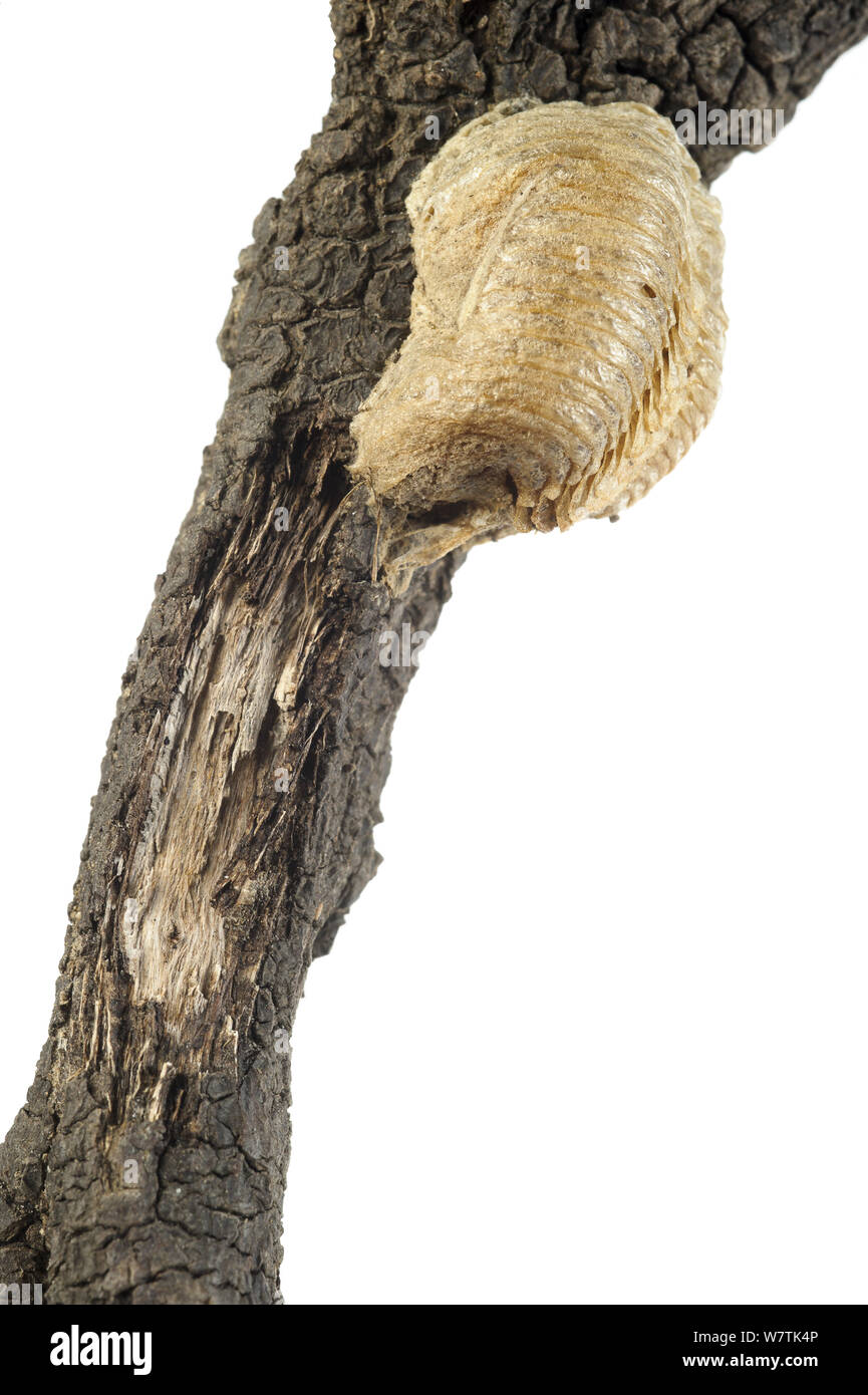 Mantis ootheca hi-res stock photography and images - Alamy