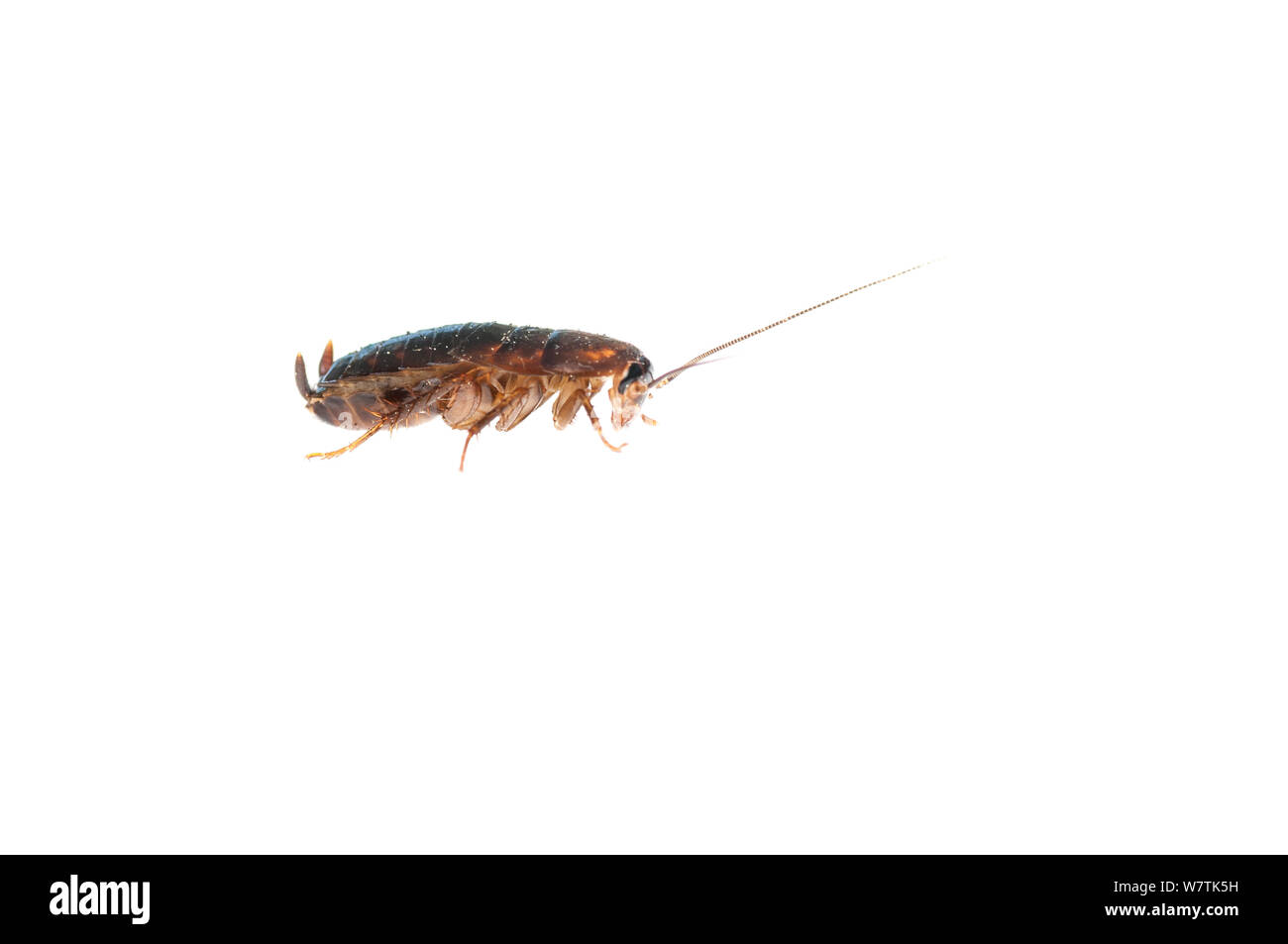 American Cockroach nymph (Periplaneta americana) Owings Mills, Maryland ...